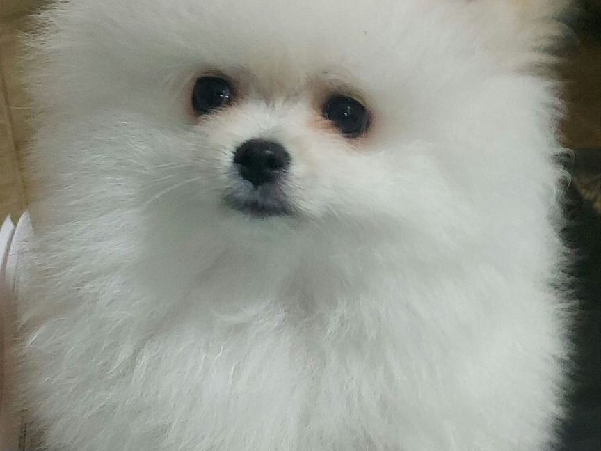 Шпиц мини