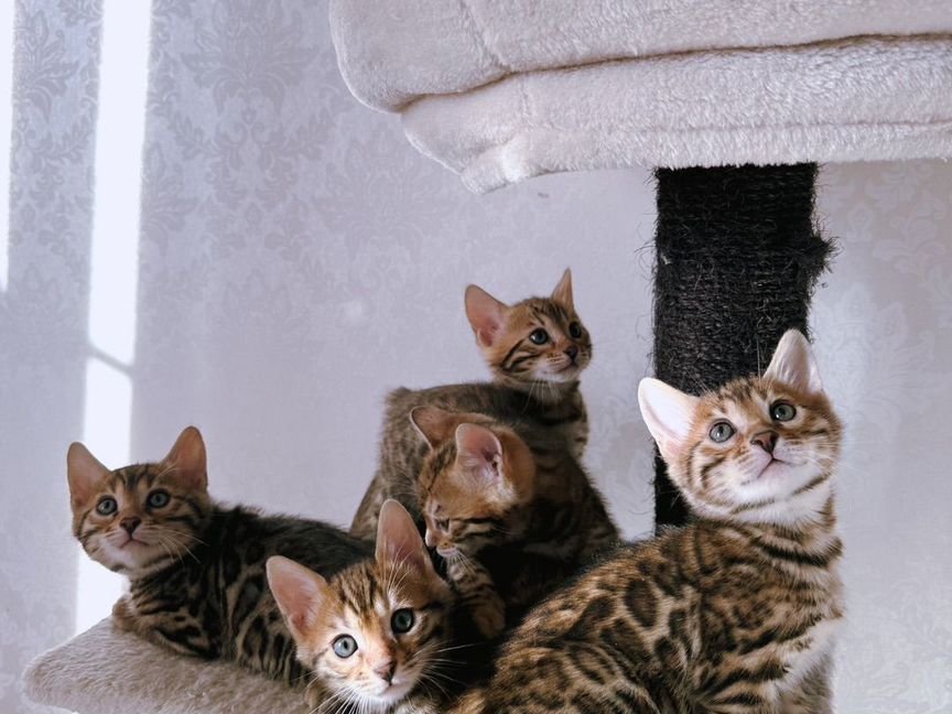 Бенгальские котята