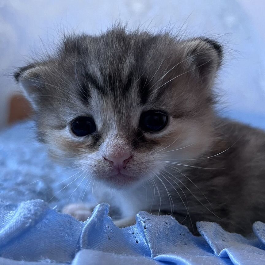 Котята