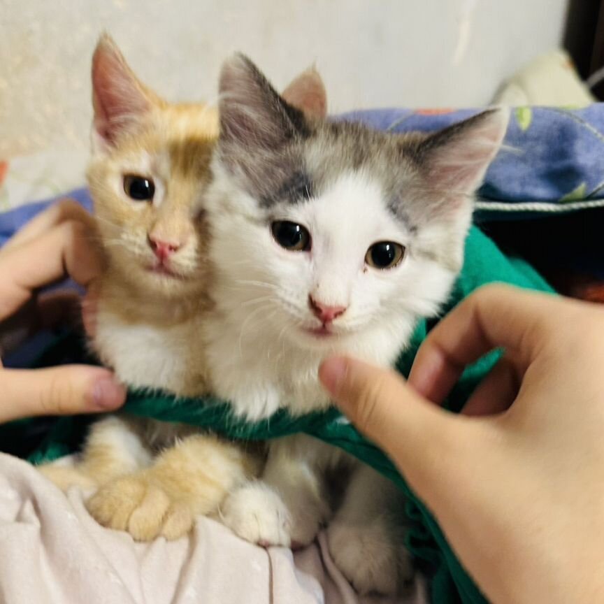 Котята, отдам в добрые руки, бесплатно