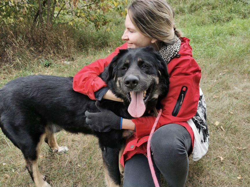 Большой добрый пес из приюта ищет дом