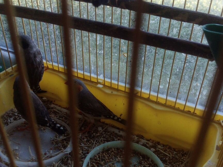 Продаются зебровые Амадины