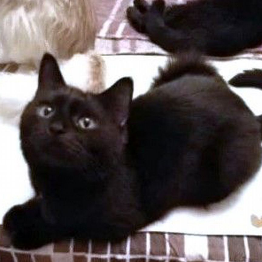 Британский короткошёрстный, взрослый кот