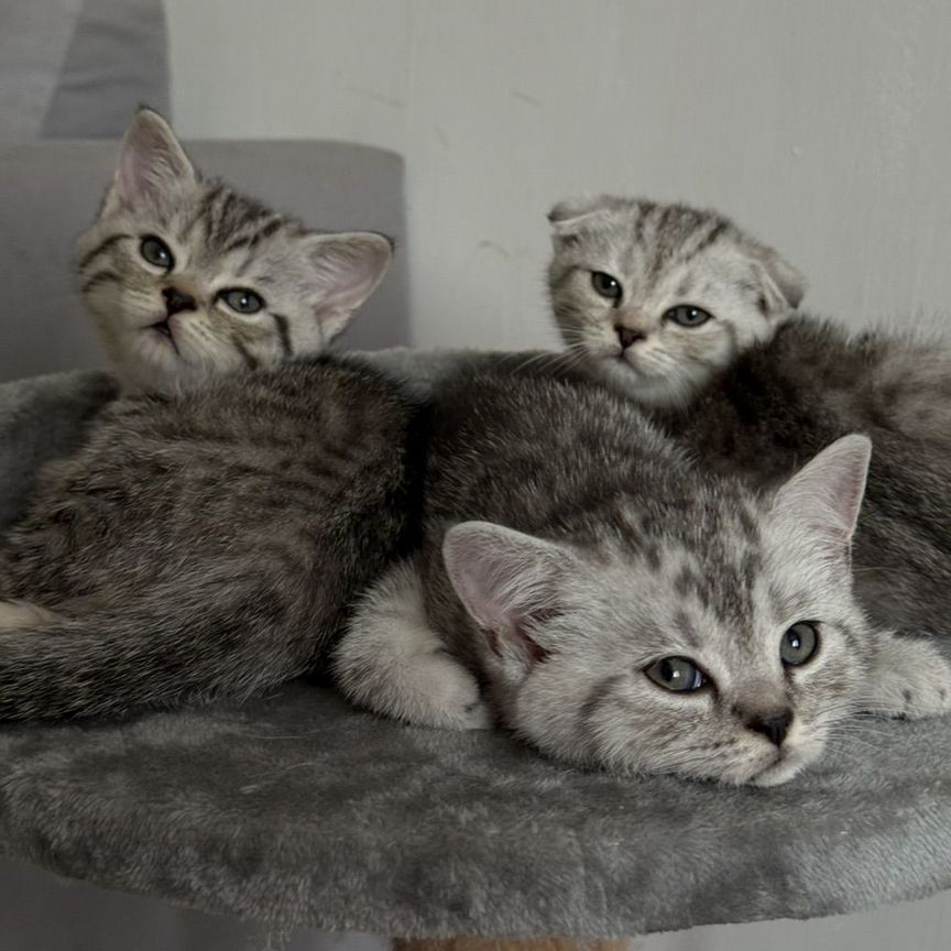 Шотландская кошка