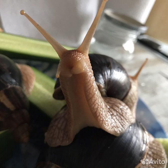 Улитки ахатины в добрые руки