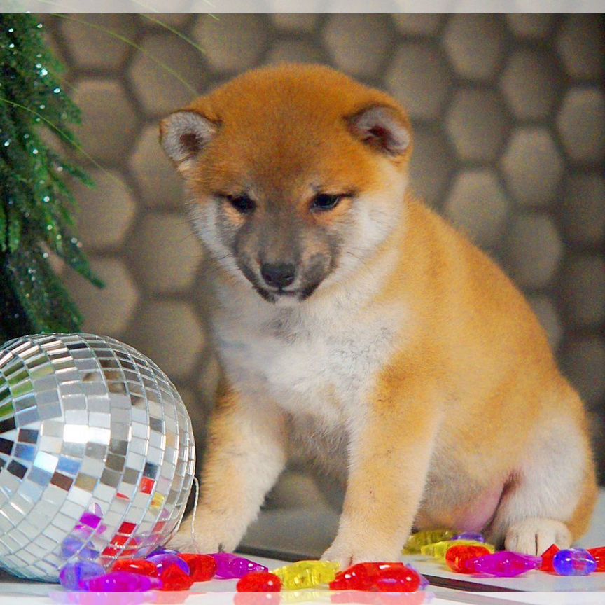 Сиба малыши из питомника