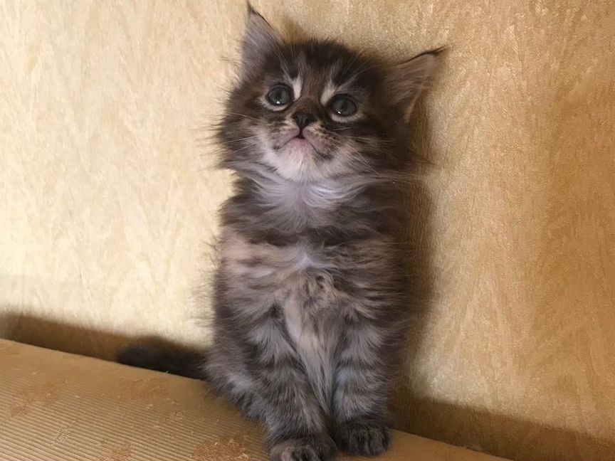 Котята от мейн-кун