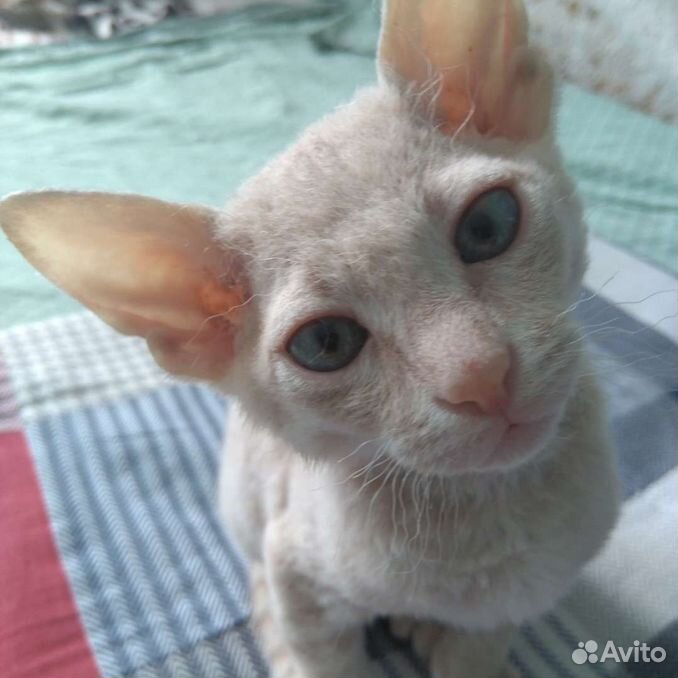 Ориентальная девочка