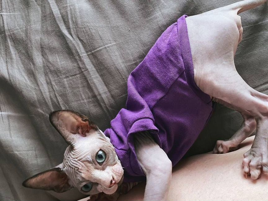 Канадский сфинкс котенок