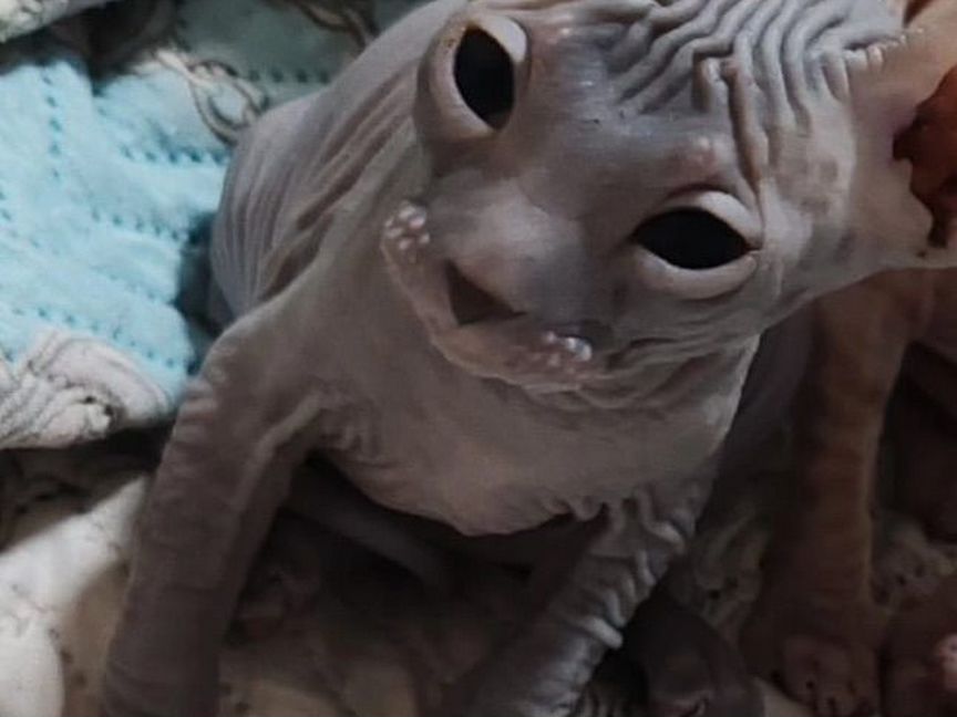 Продам котёнка- Донской сфинкс