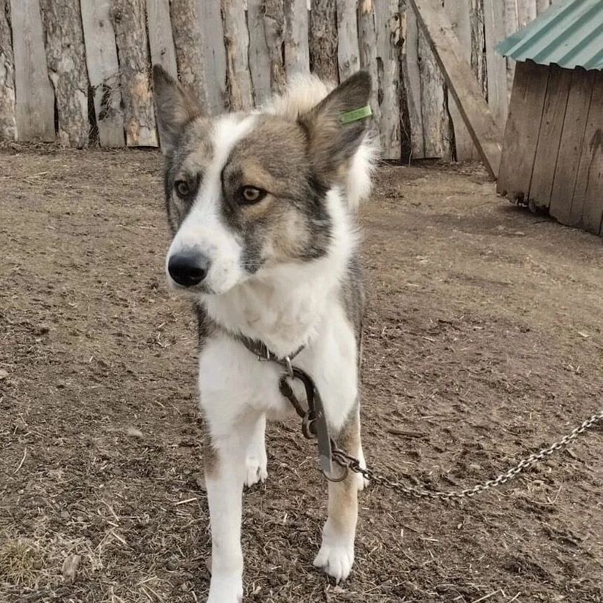 Собака в добрые руки