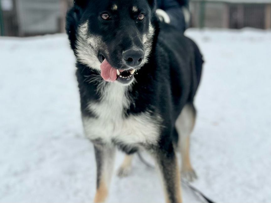 Гектор собака из приюта Некрасовка