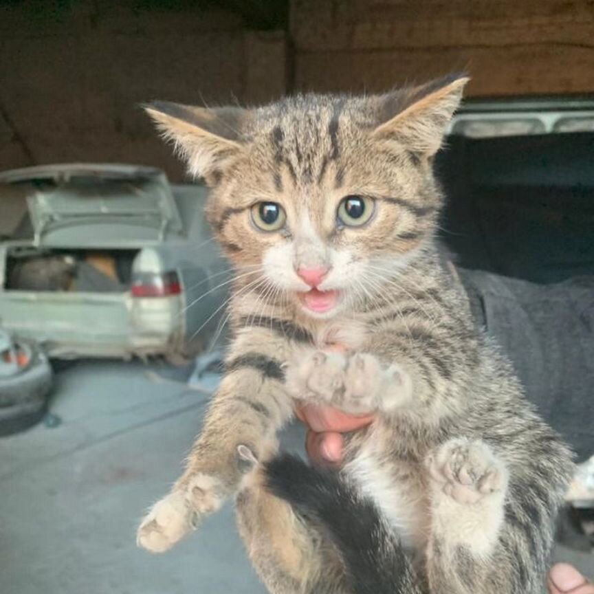 Котята