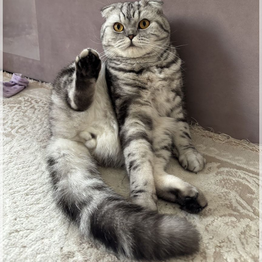 Шотландский котик Басик