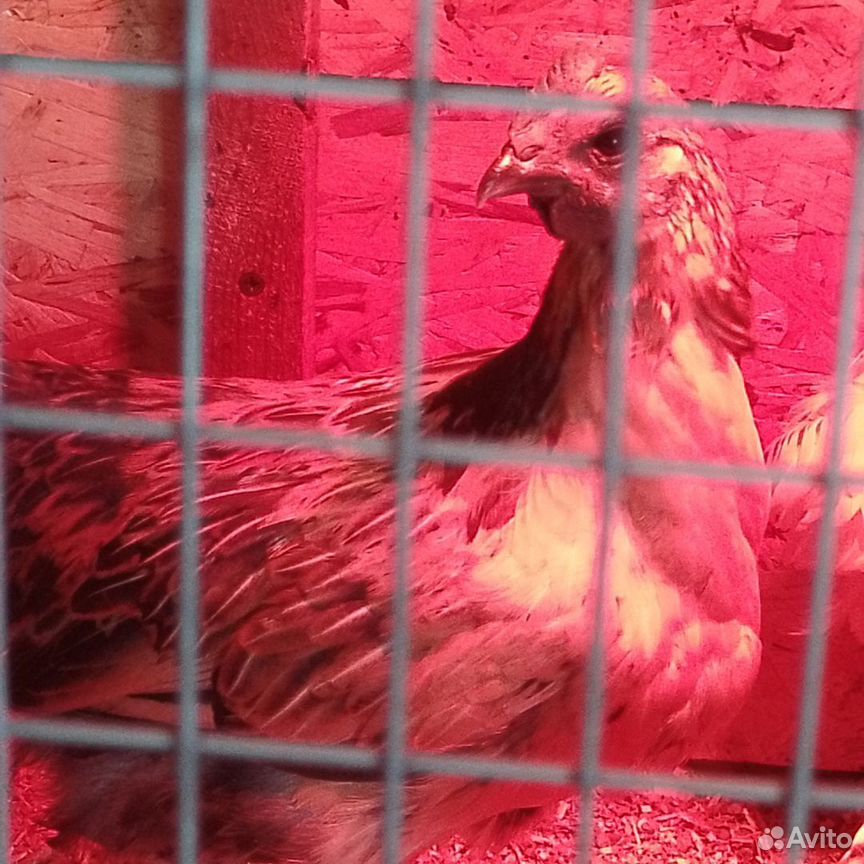 Цыплята лакеданзи