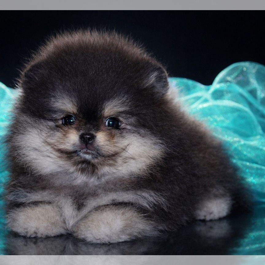 Померанский шпиц, щенок