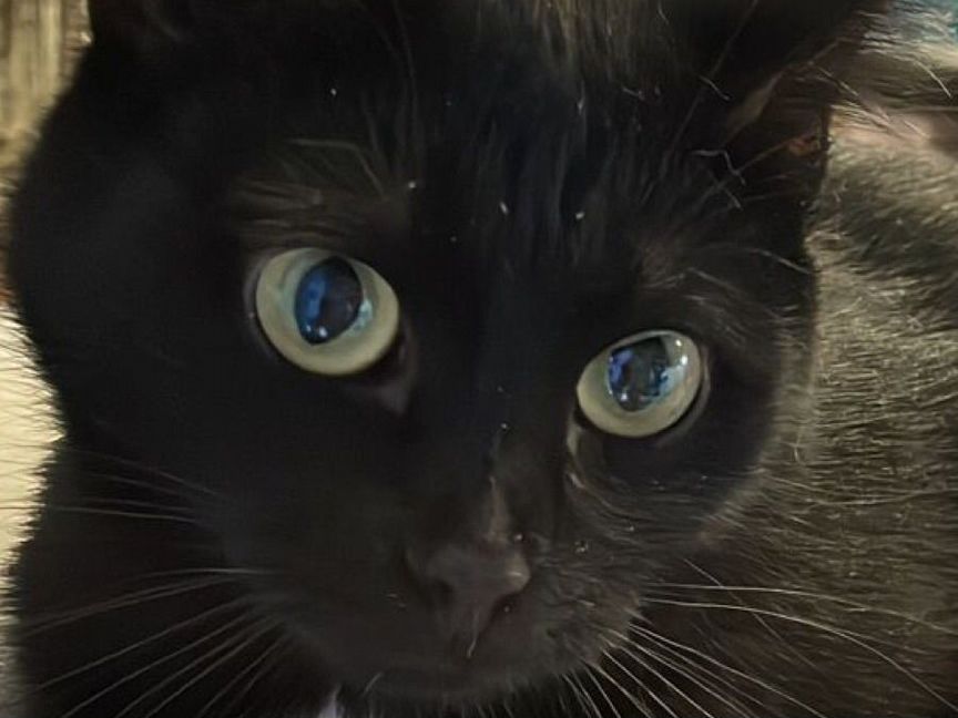 Кошка в добрые руки