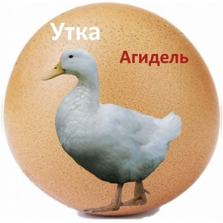 Принимаем заказы утка опт