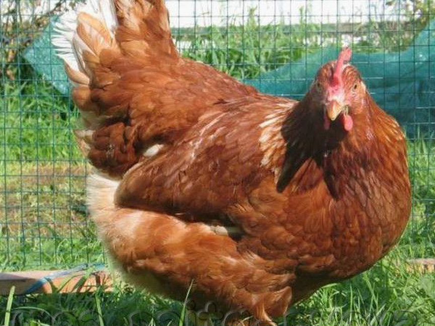 Куры несушки Коричневые