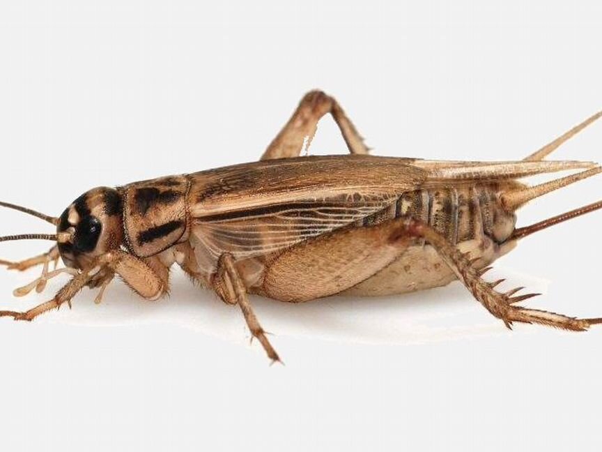 Замороженные сверчки 100 грамм