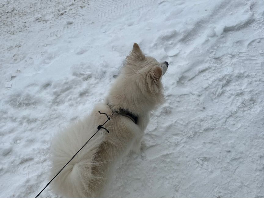 Американский эскимосский шпиц