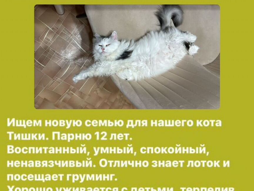 Отдам кота в добрые руки