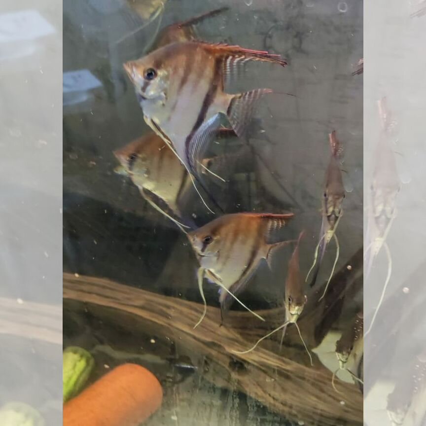 Скалярия Манакапуру