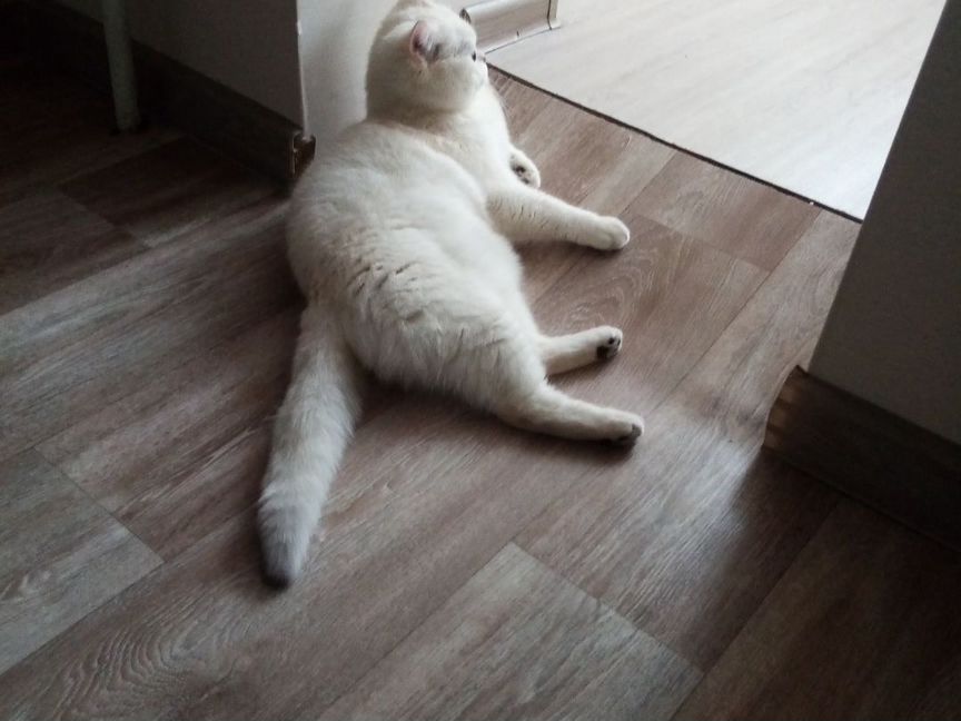 Кот британский серебристая шиншила