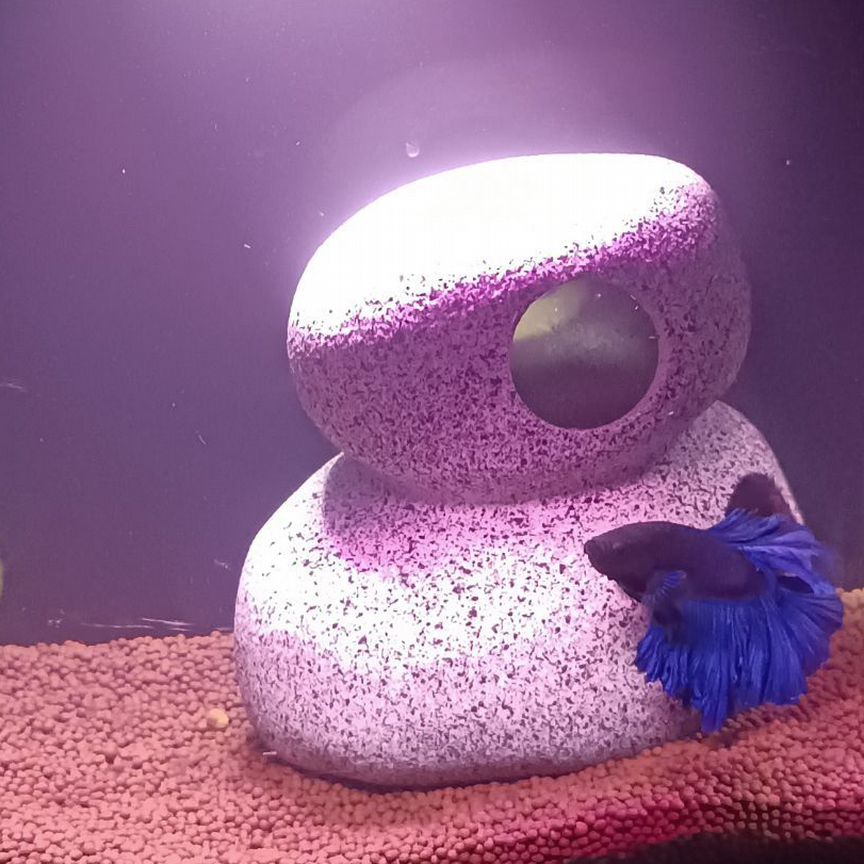 Рыбка петушок самец дельта) отдам рыбку