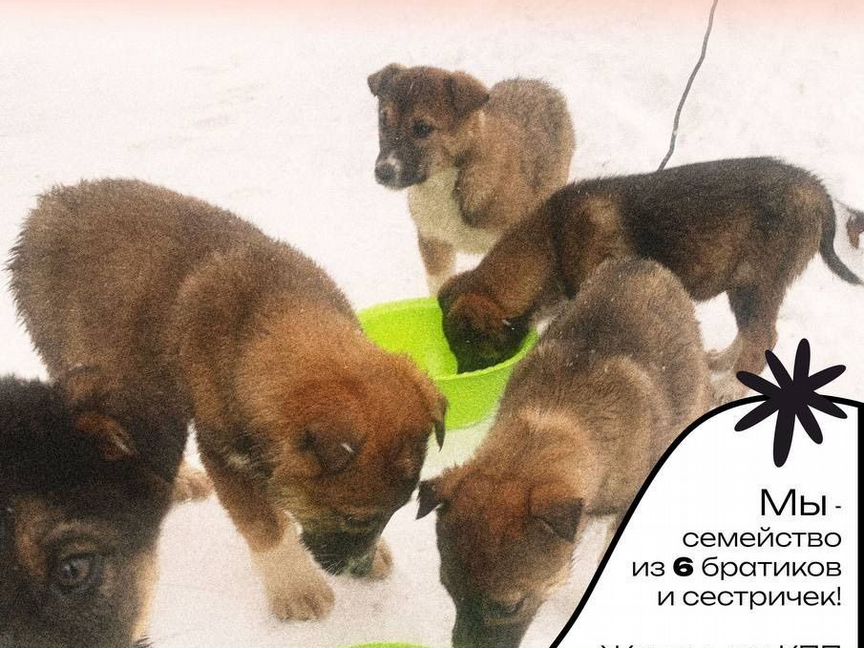 Собака в добрые руки