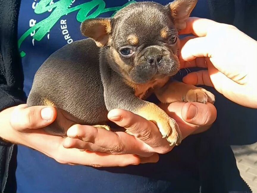 Французский бульдог мини