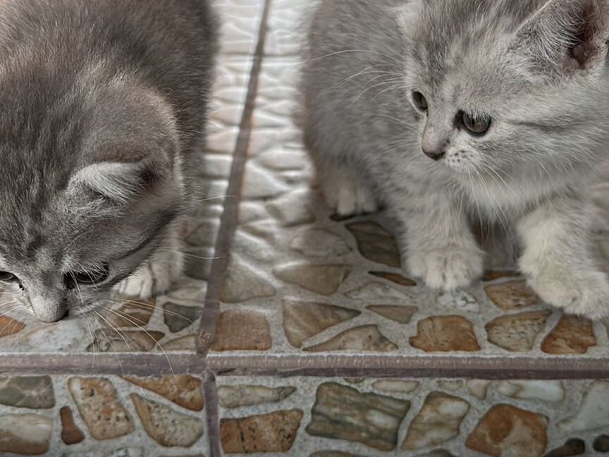 Продам милаш