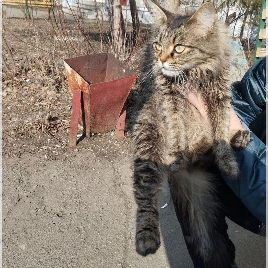 Сибирский котёнок