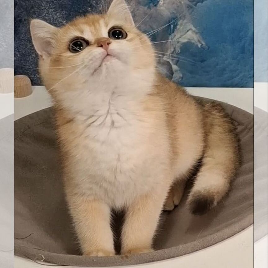 Золотулька