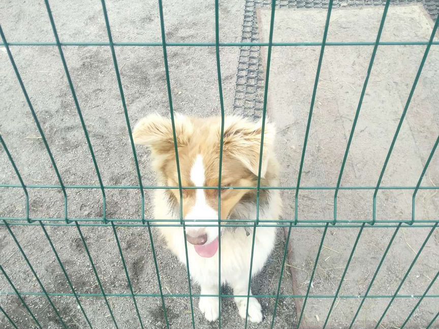 Щенки аусси