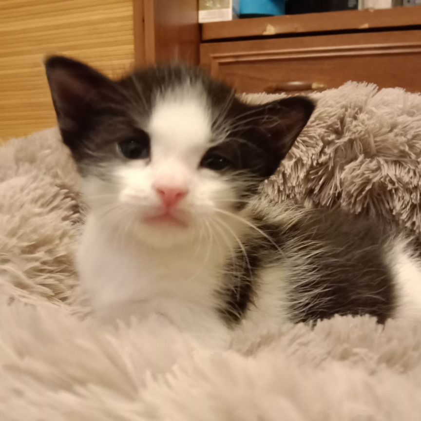 Котёнок (мальчик)