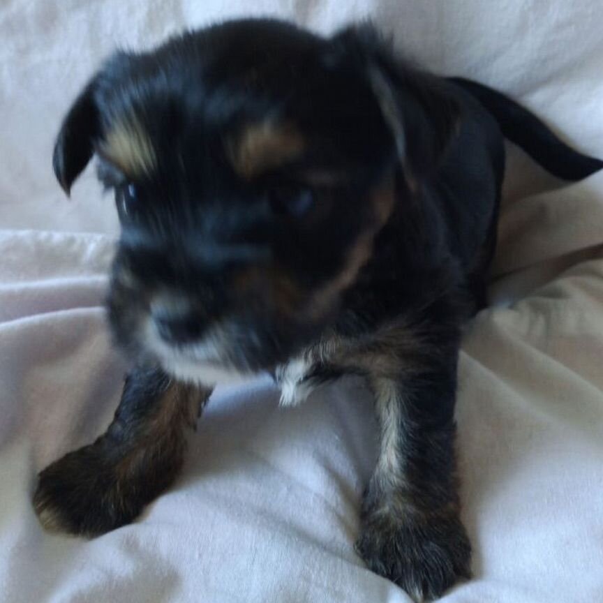 Йоркширский терьер, щенок