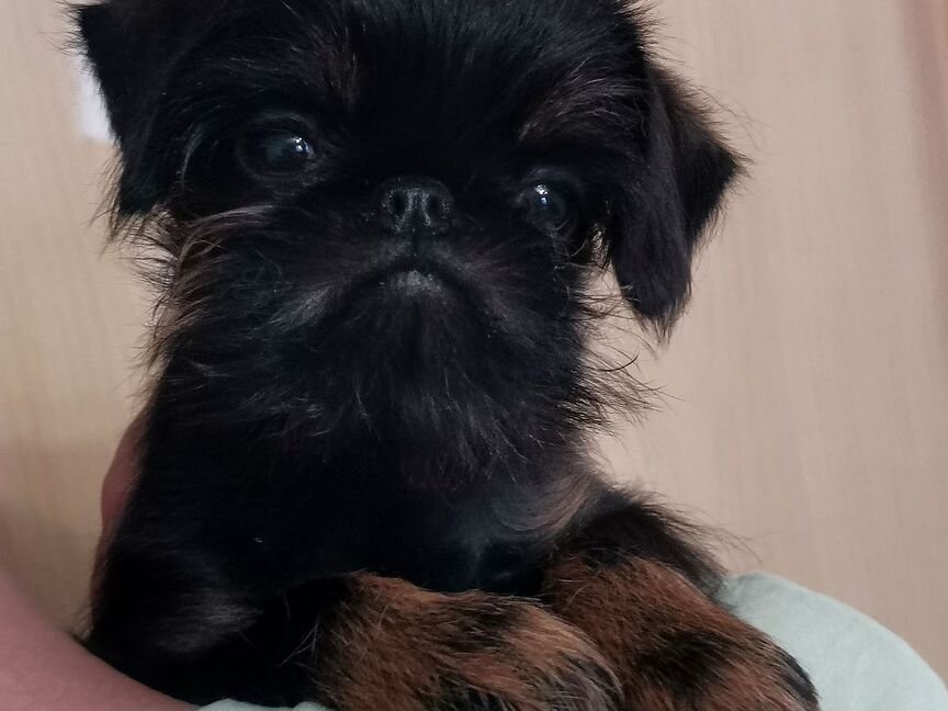 Бельгийский гриффон очаровашка