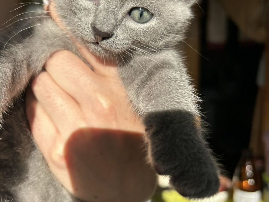 Котенок