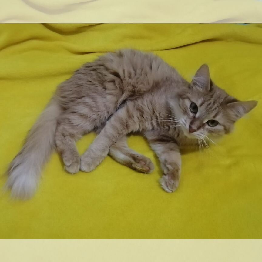 Кошки в добрые руки