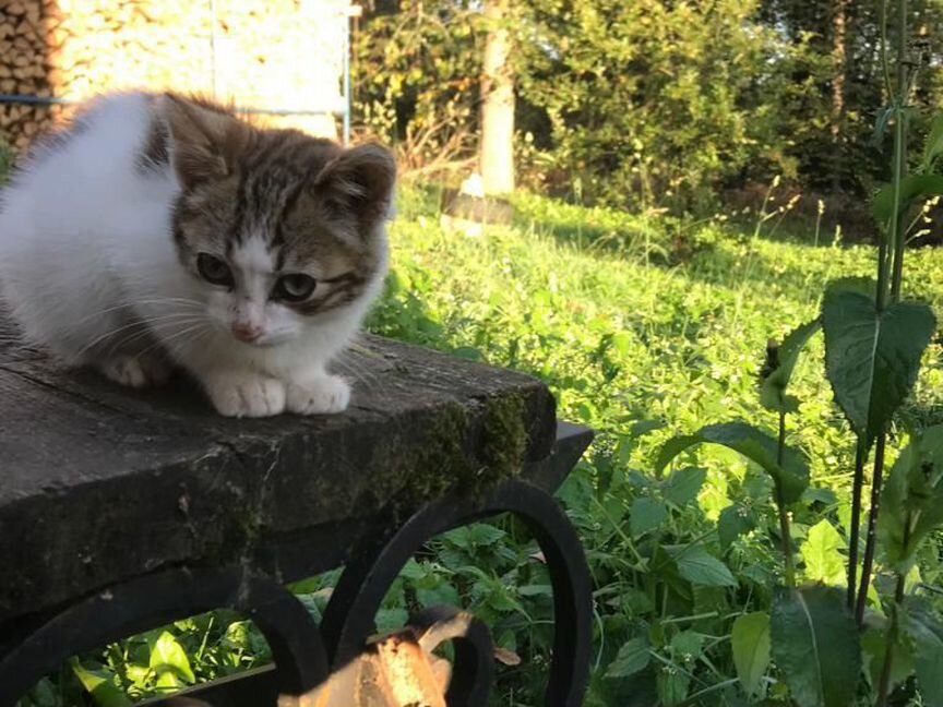 Кошка беспородная