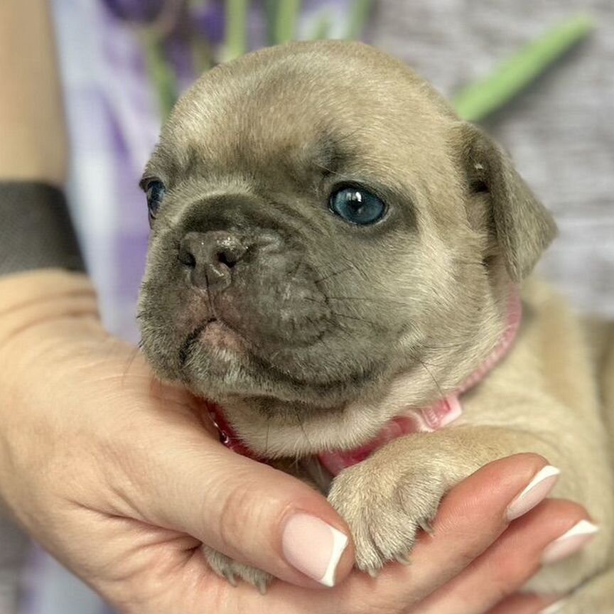 Французский бульдог, щенок