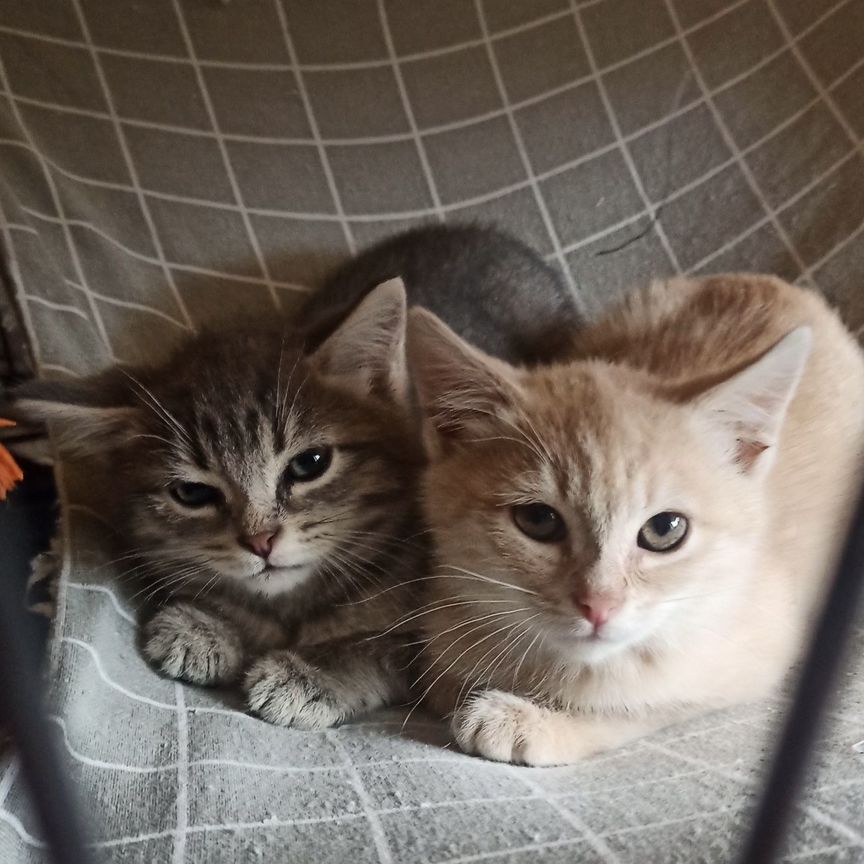 Котятки мальчик и девочка