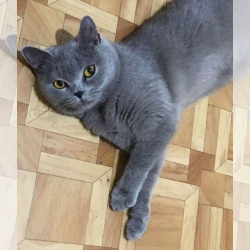 Британский короткошёрстный котёнок