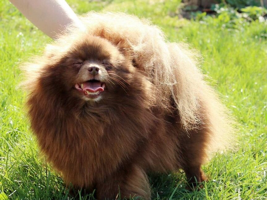 Померанский шпиц взрослые девочки