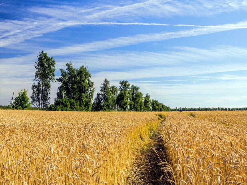 Озимая пшеница