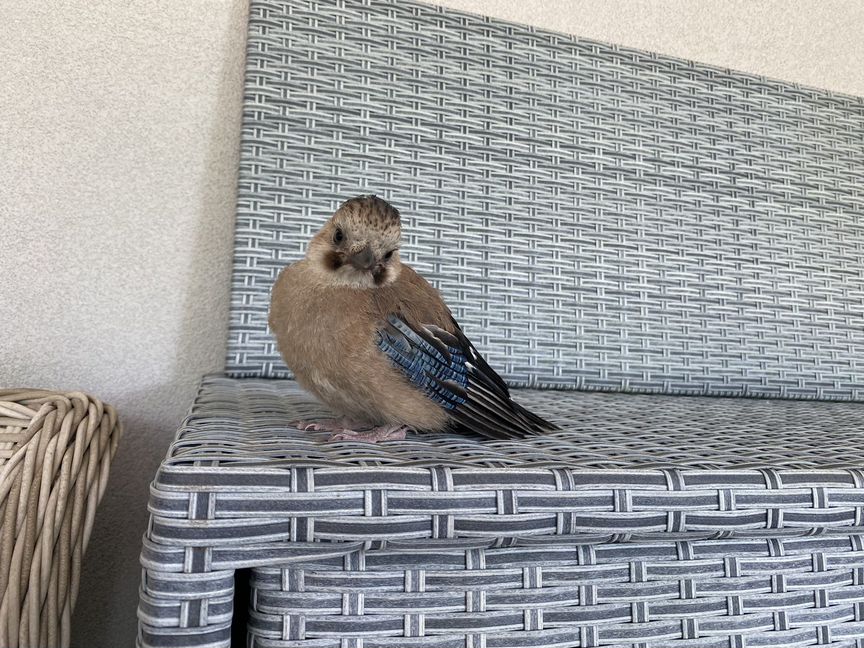 Возьмем Сойку на выкармливание