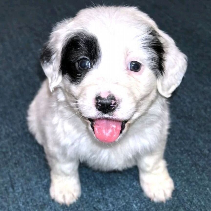 Щенки малышки