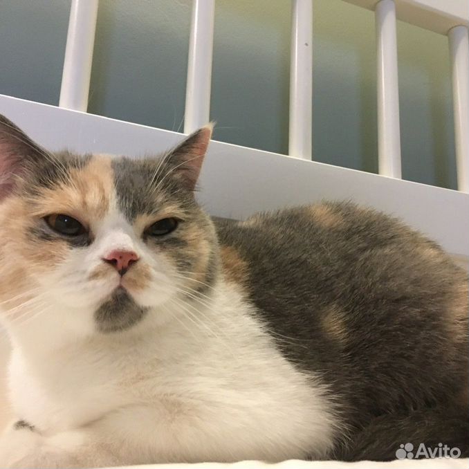 Голубокремовая биколор девочка, не стерилизована