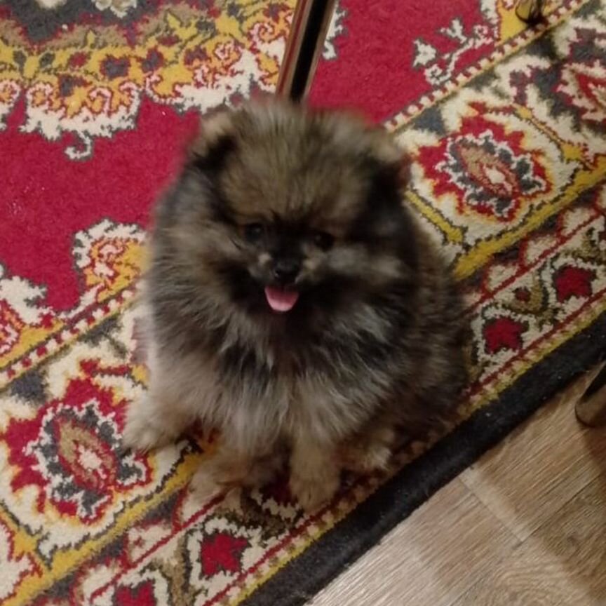 Немецкий шпиц